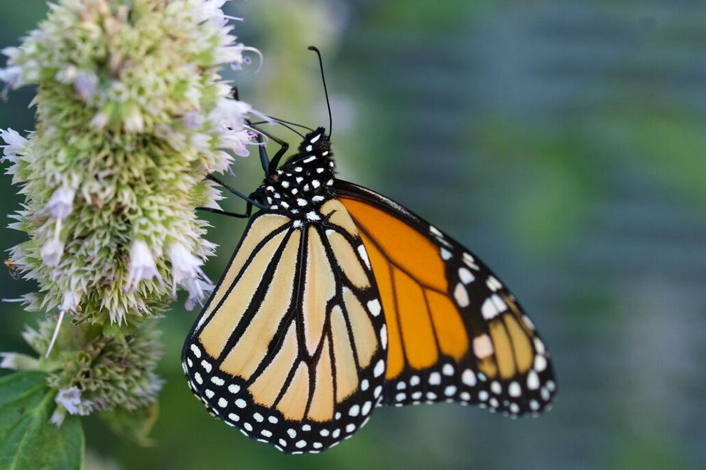 In the Garden: Fight isn't over to help monarchs, and here's how to do it
