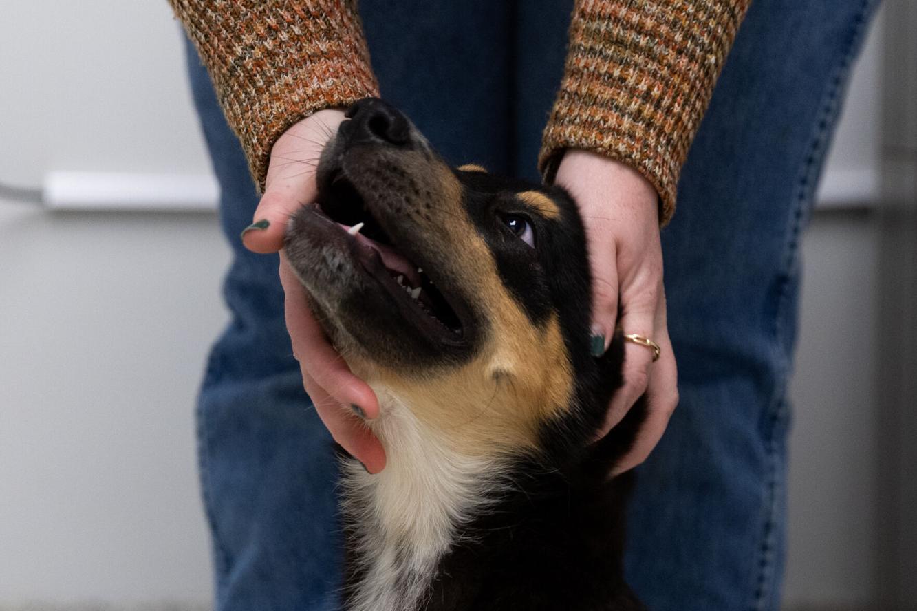 Photos: These Nebraska Humane Society animals are looking for homes
