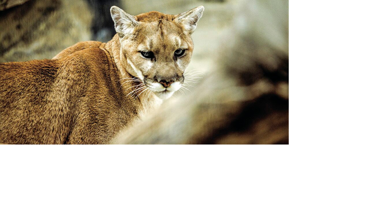 Nebraska's Niobrara season ends with 1 mountain lion killed