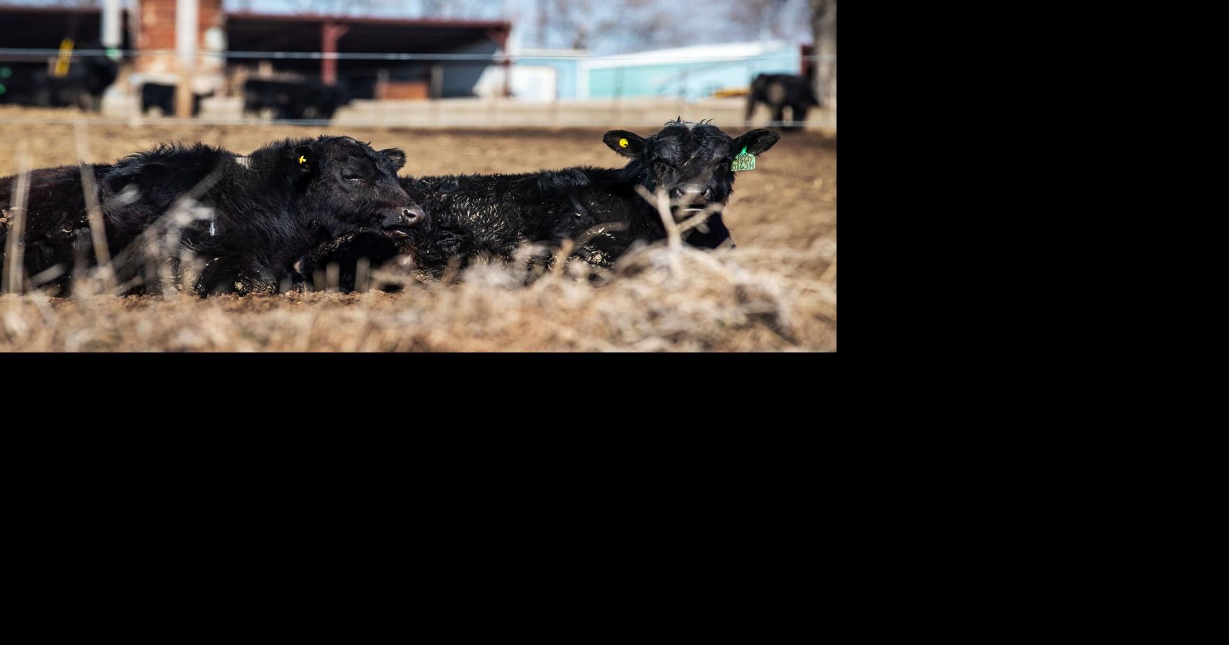 Bill Gates' call for wealthy nations to forgo meat sparks backlash in ...