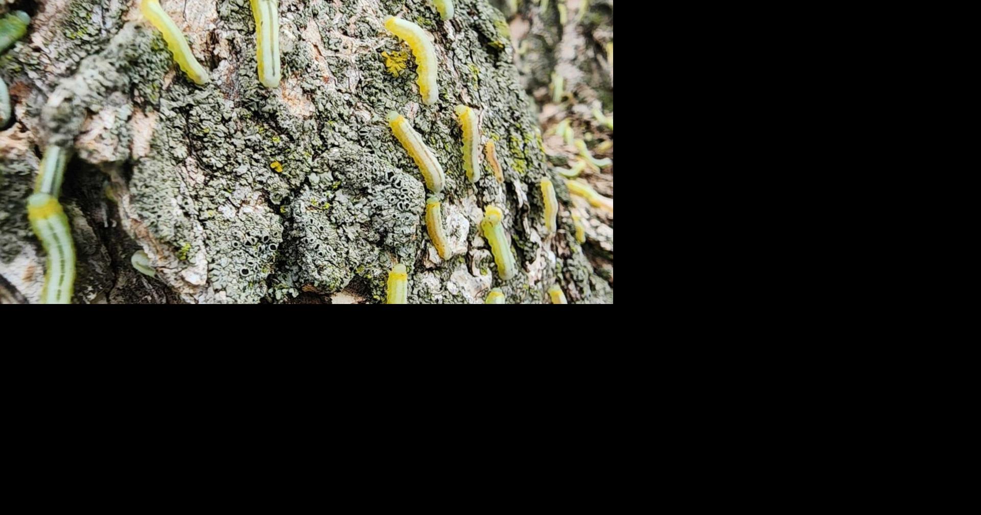 In the Garden: Green worms appearing if ash trees aren't treated for ...