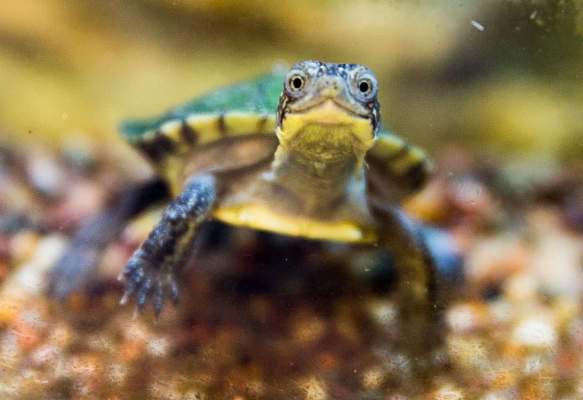 Blanding's turtle, endangered in many areas, has found a happy home in ...