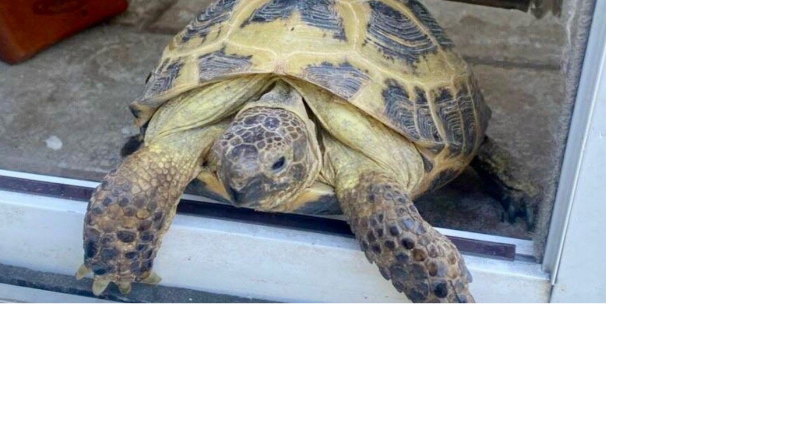 Omahan needs help finding escaped Russian tortoise