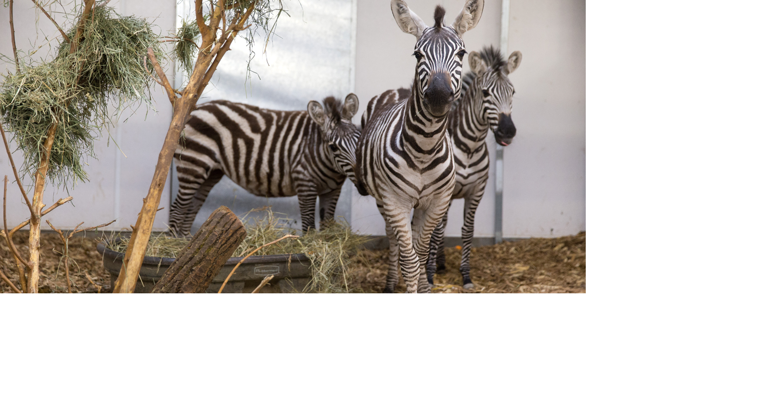 Omaha's zoo animals to have state-of-the-art hospital