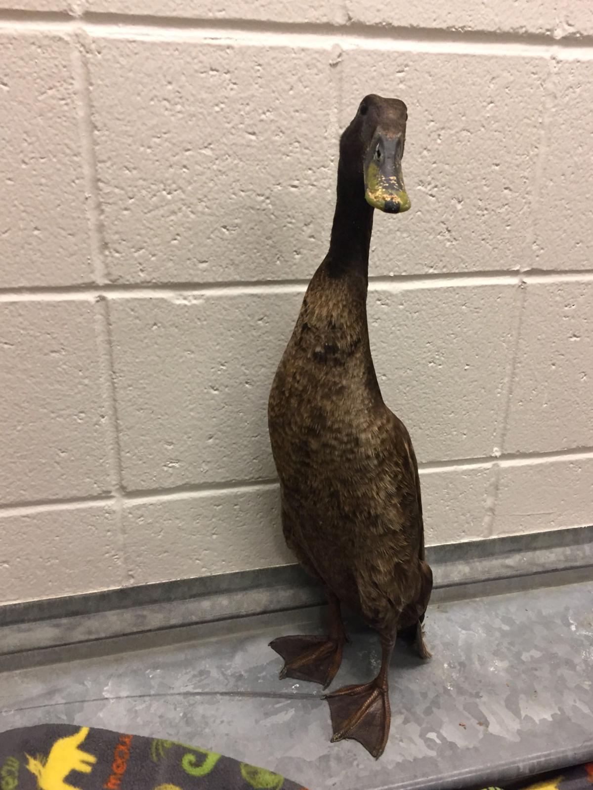 Lonely domesticated duck plucked from ice of Benson Park lagoon, where ...