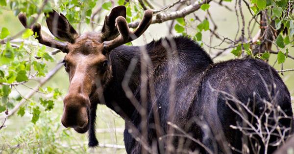 This is rare: Moose spotted several times in Nebraska Panhandle