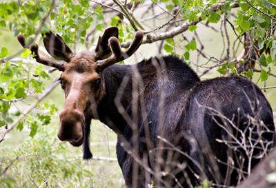 This is rare: Moose spotted several times in Nebraska Panhandle