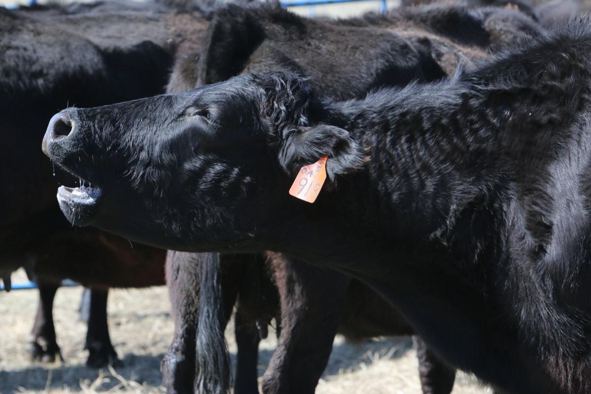 Branding day on a Nebraska Sand Hills ranch: 1,120 head of cattle, 70 ...