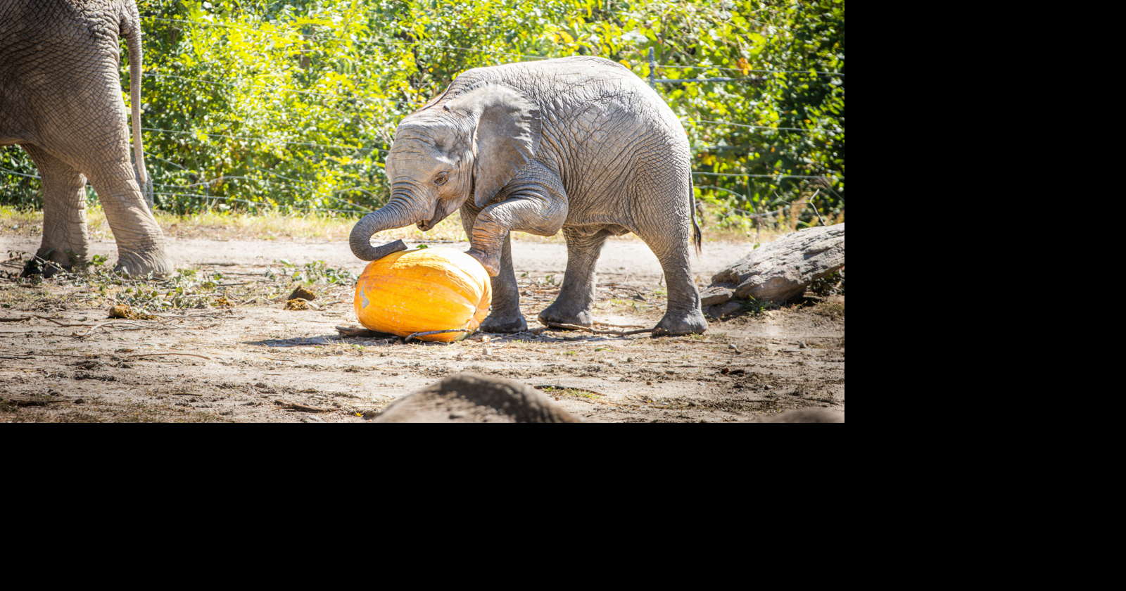 Leftover Halloween pumpkins a treat for animals at Omaha's zoo