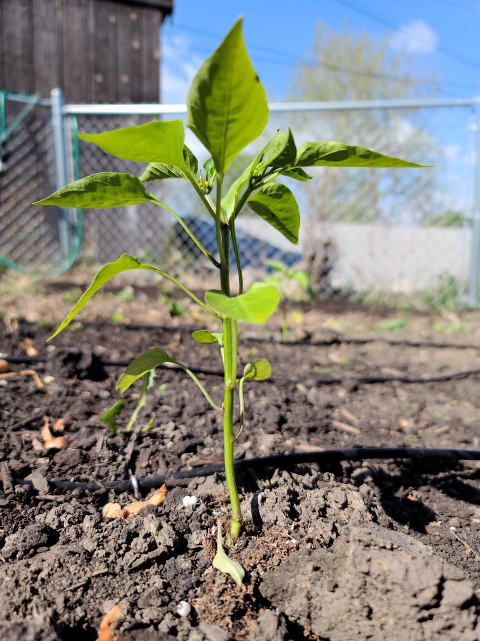 Hold off on planting your garden. But if you do plant, follow these ...
