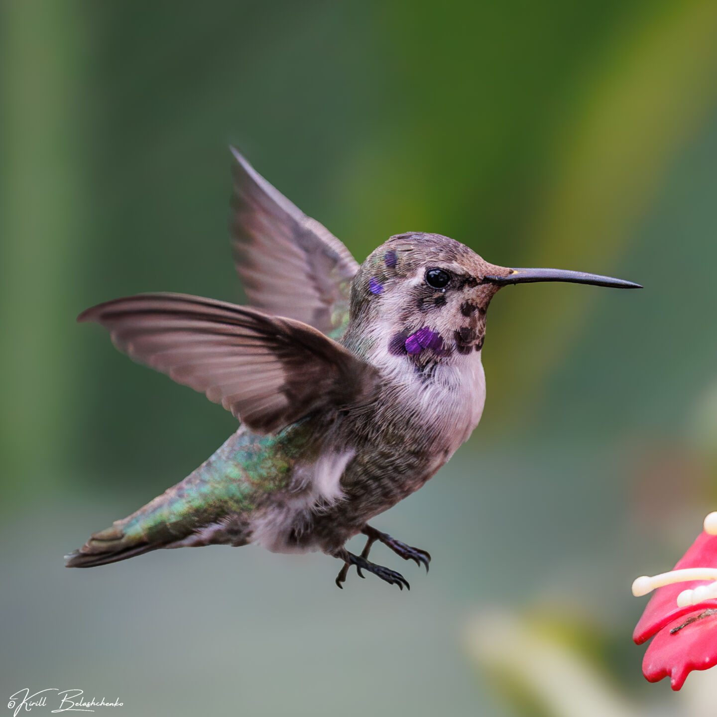 Omaha's Nebraska Wildlife Rehab makes sure unusual visitors are home ...