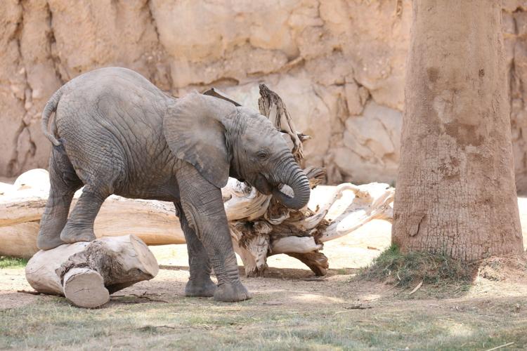 3-month-old elephant calf is learning to use her trunk
