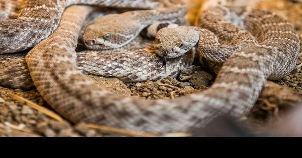 Omaha zoo's new rattlesnake exhibit aims to set the record straight