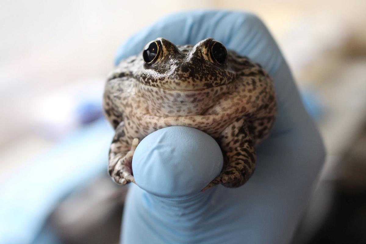 Omaha zoo helps breed, release critically endangered frogs | Henry ...