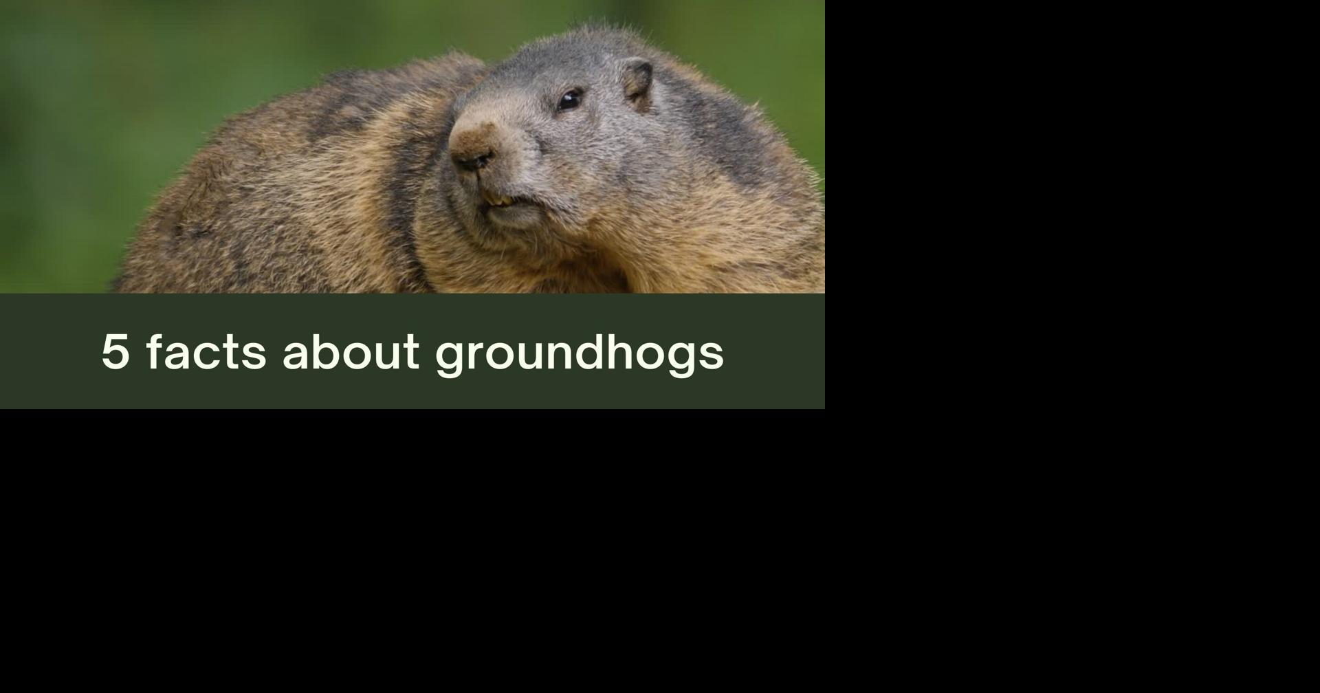 5 facts about groundhogs