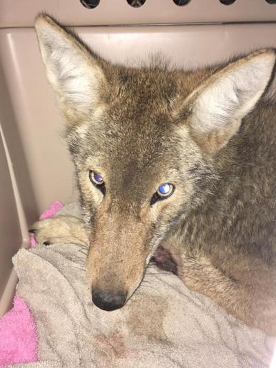 Coyote badly hurt after being trapped for hours on fence has long path ...