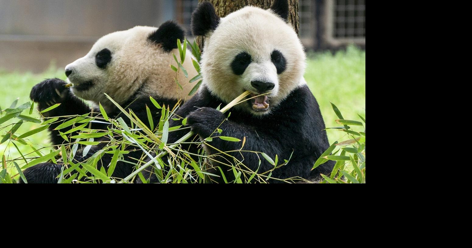 Pandas arrive in the US. Next stop is the National Zoo