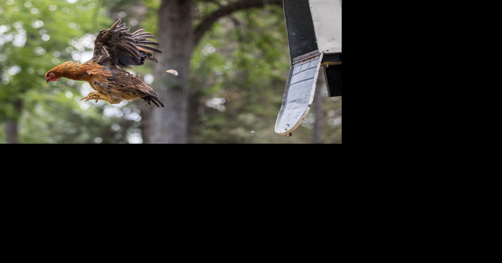 Photos: 2018 Wayne Chicken Show