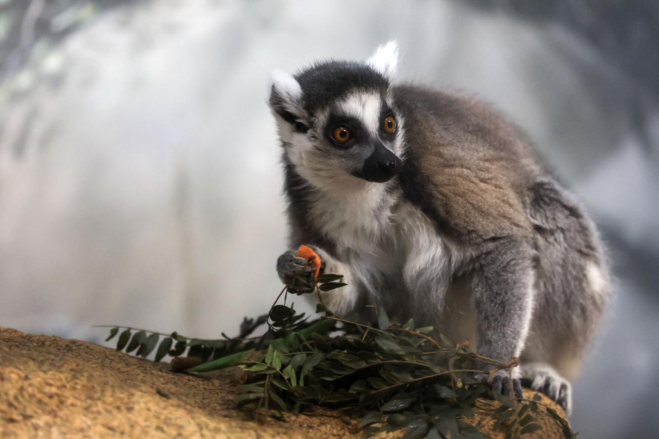 At Omaha zoo, feeding 39,000 animals takes a lot of work