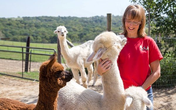 Their first alpaca encounter was love at first sight, so couple got a ...