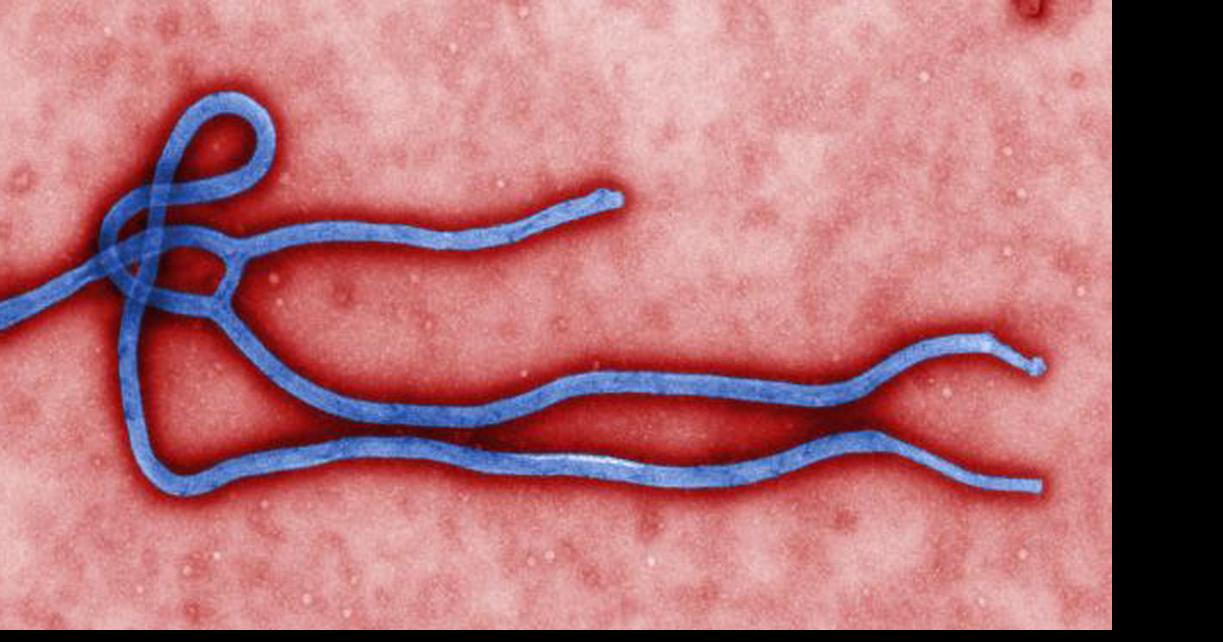 'A little shocking': Recent Ebola outbreak likely sparked by survivor ...