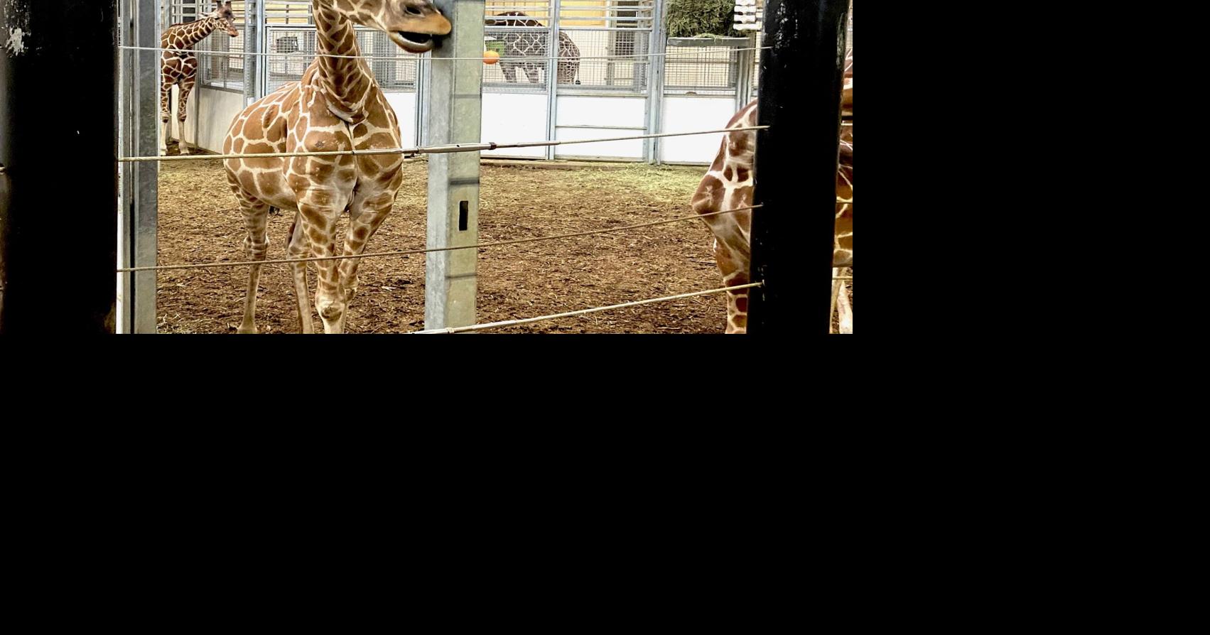 Omaha zoo announces giraffe pregnancy