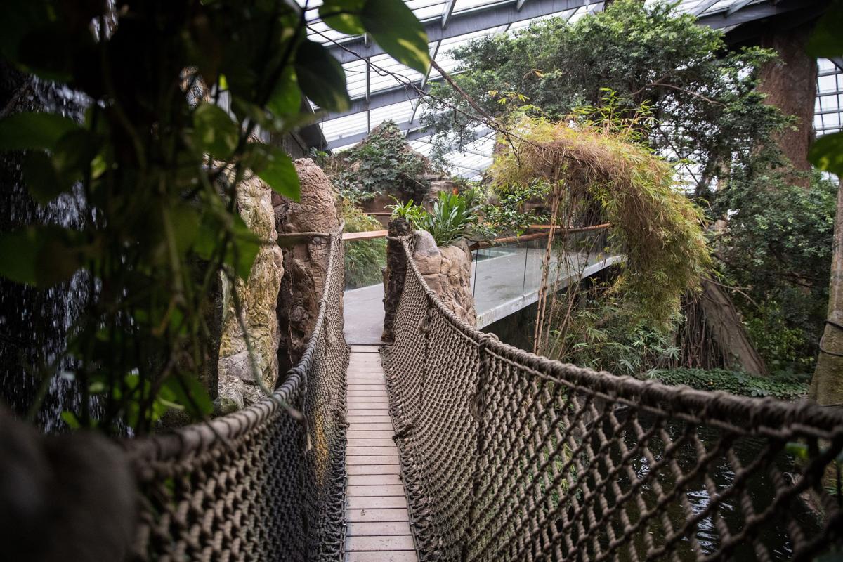 Lied Jungle — created 25 years ago — has been a catalyst for growth at ...