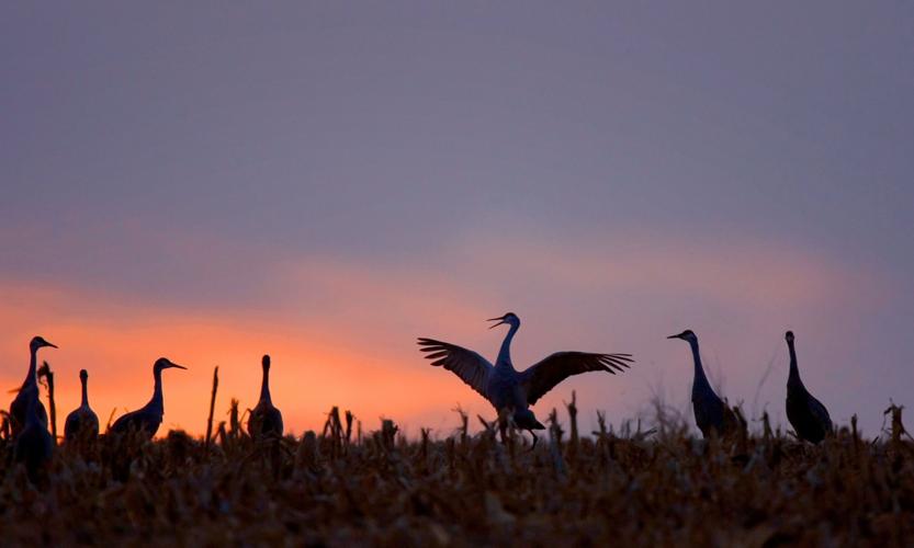 Nebraska Memorable Quotes
