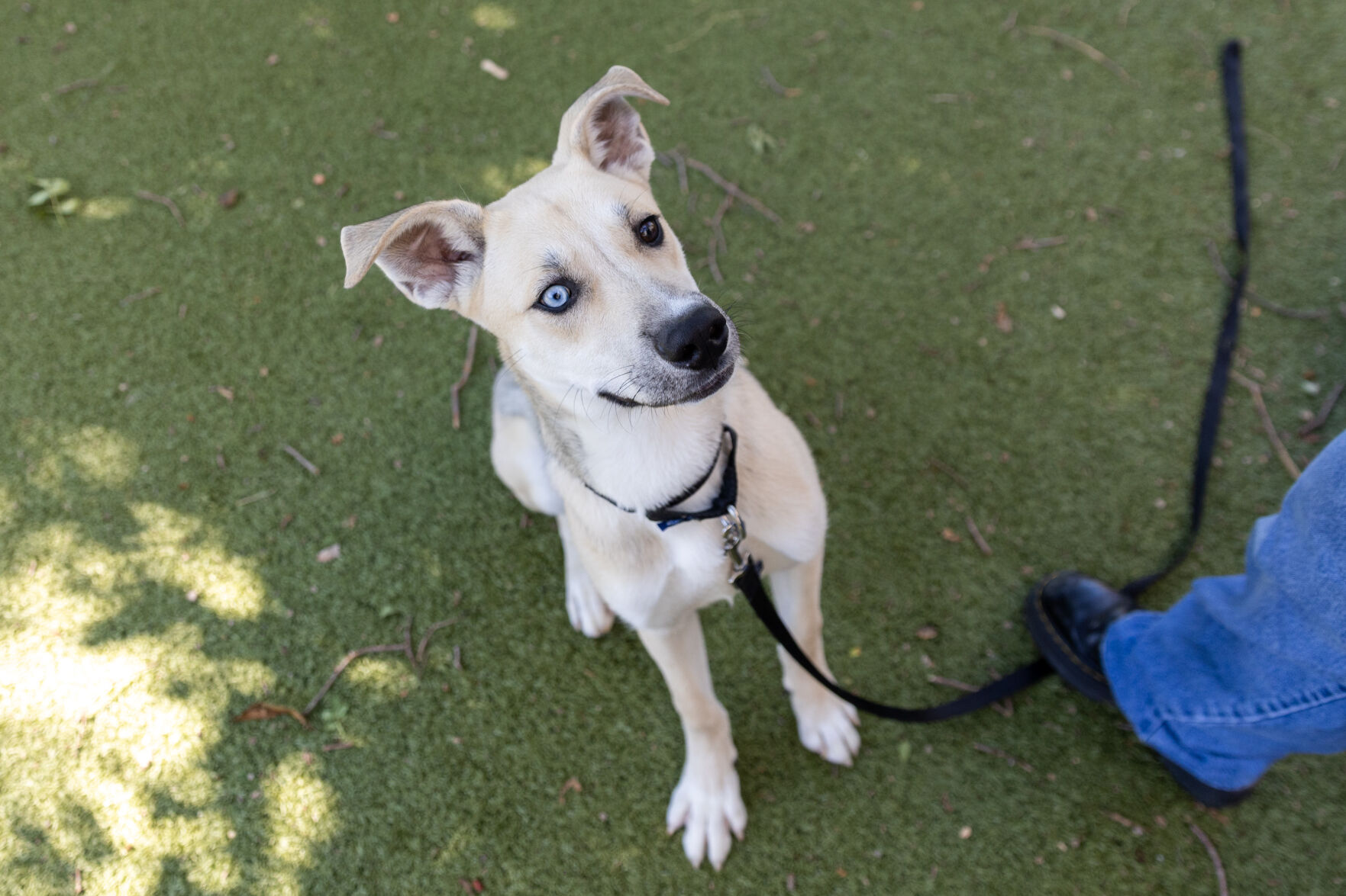 Photos: These Nebraska Humane Society animals are looking for homes