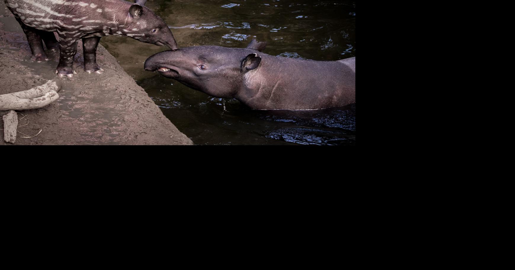 A big new baby animal is now on display at the Omaha zoo