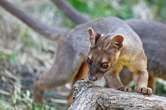 Coming-out party for fossa and Henry Doorly Zoo expert