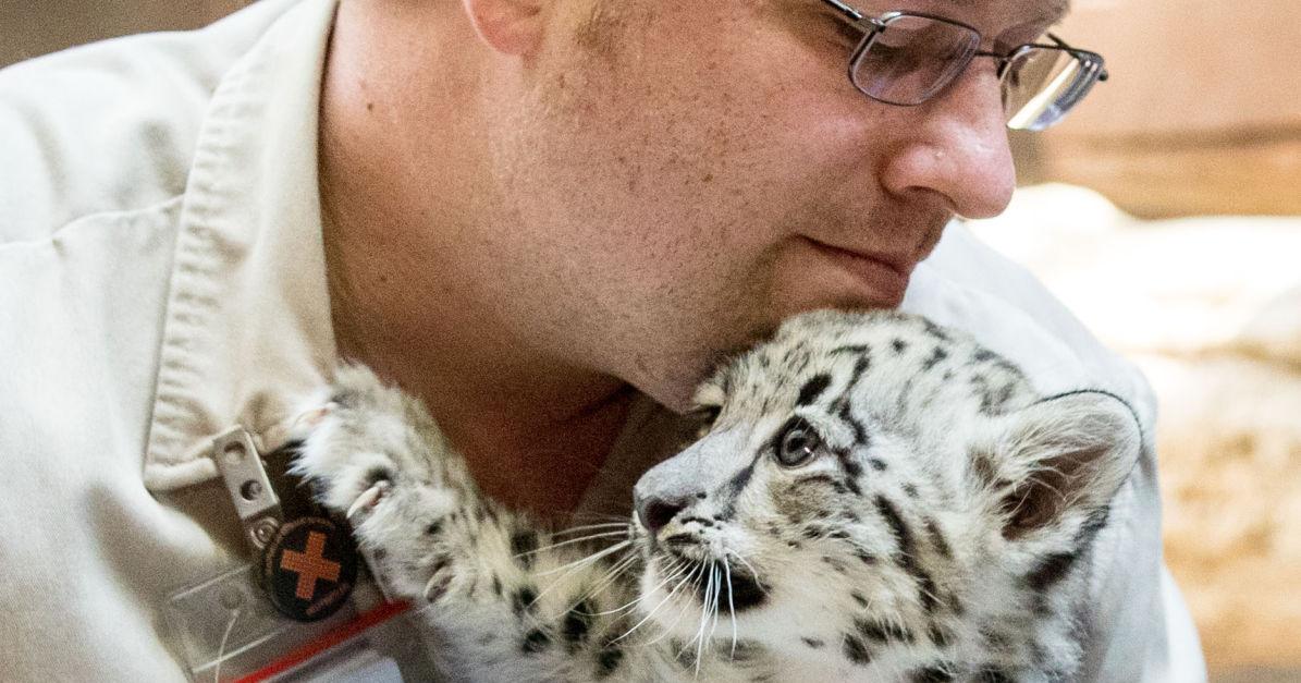 It’s a girl! Endangered snow leopard born at Omaha zoo
