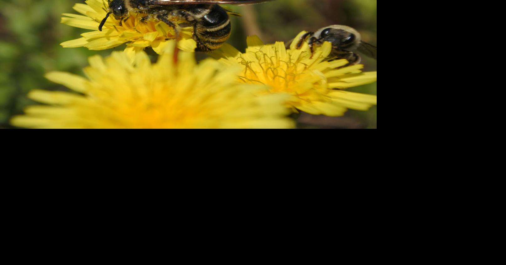 The next time you curse a dandelion, think of these dandy pluses