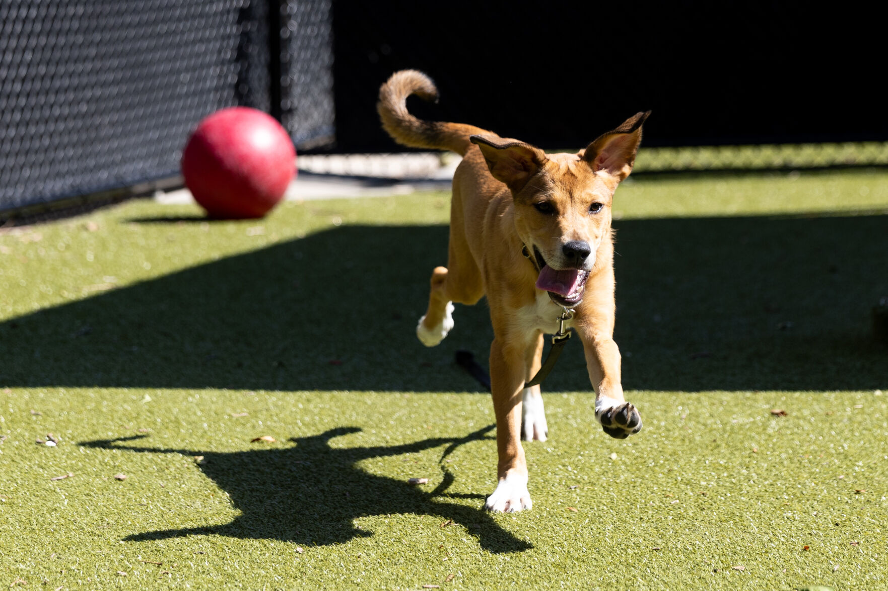 Nebraska Humane Society hopes to help needy pets from Texas
