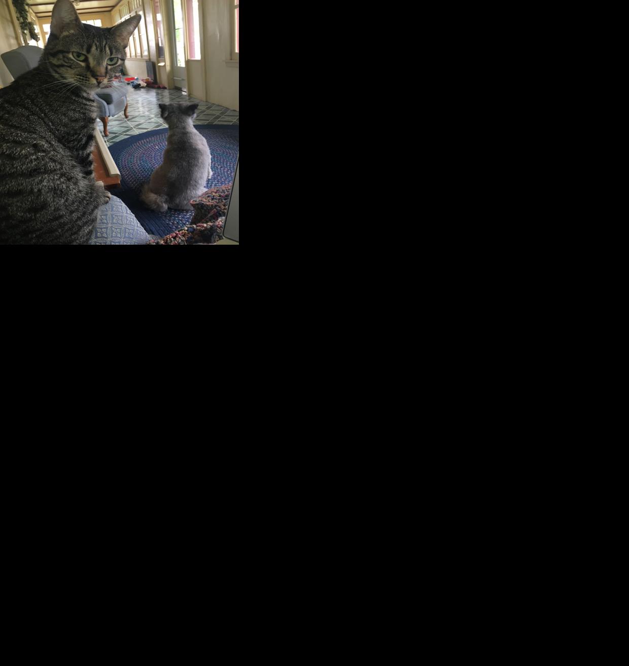 Ups and downs of working from home: La-Z-Boy desk, furry co-workers, kid fights