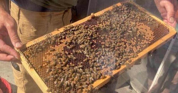 Beekeeper in a Box at Nebraska State Fair demonstrates the importance ...