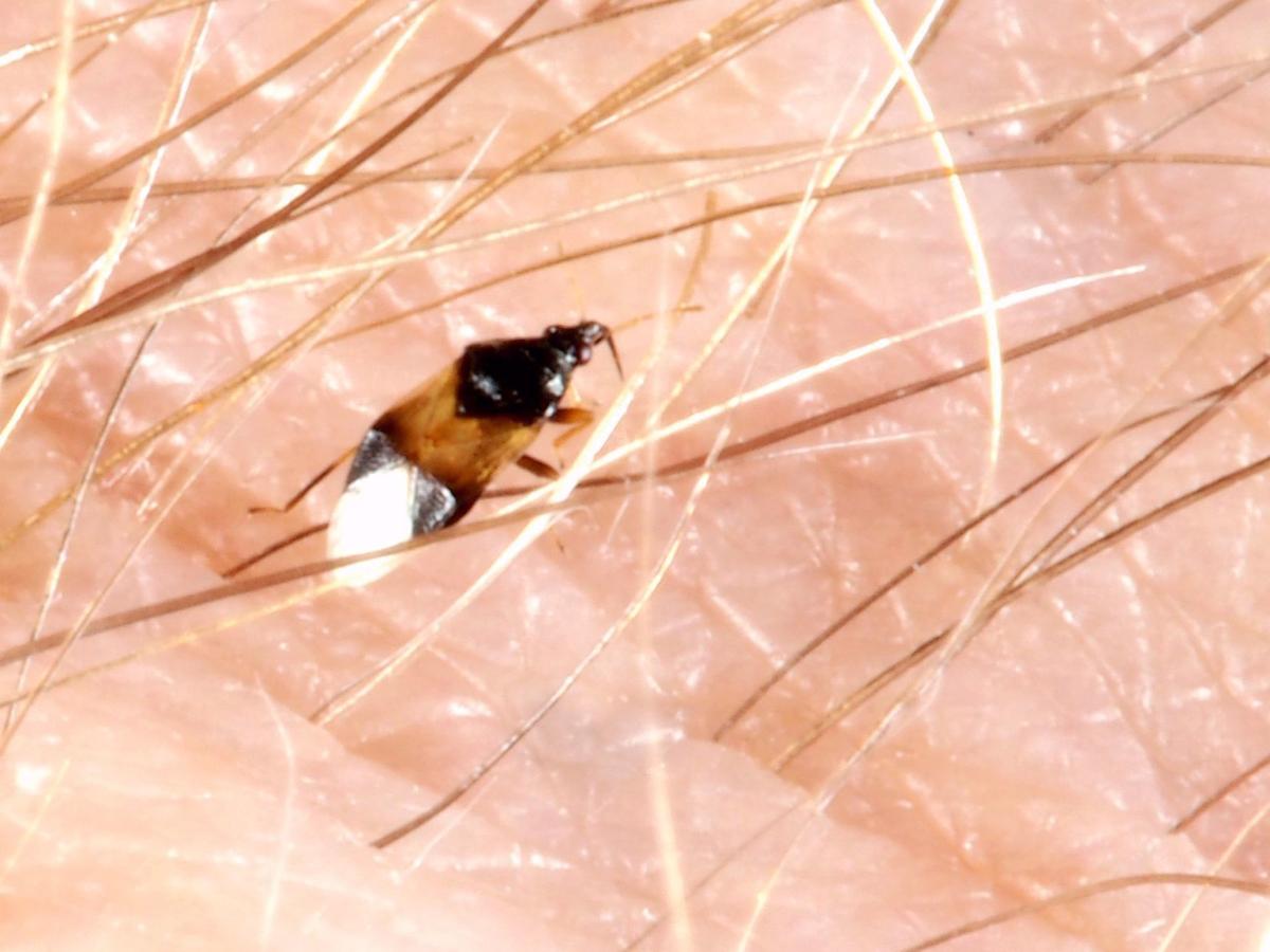 'They are lurking:' Annoying, biting pirate bugs are on the prowl in ...