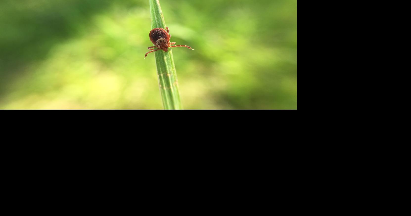 Mosquitoes, ticks might never stop bugging us, but here are some tips ...