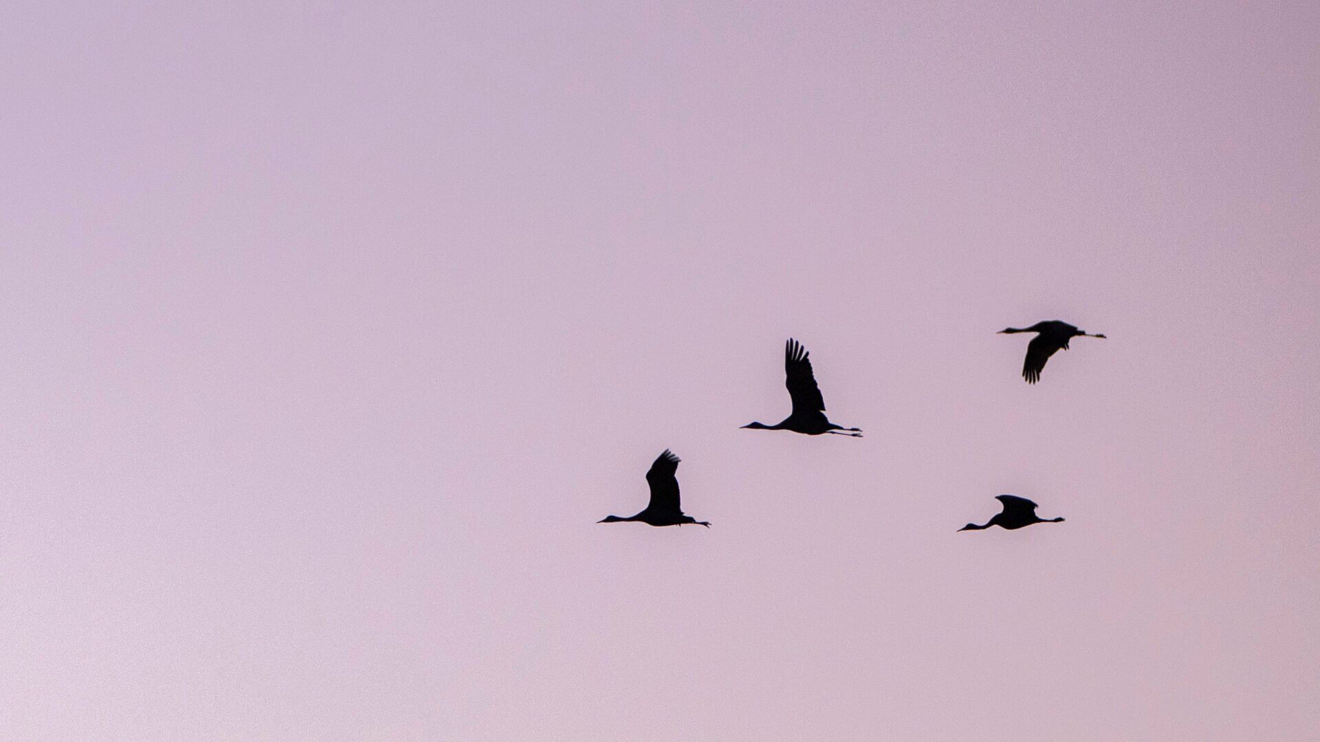 Check out these photos from the 2024 sandhill crane migration through ...
