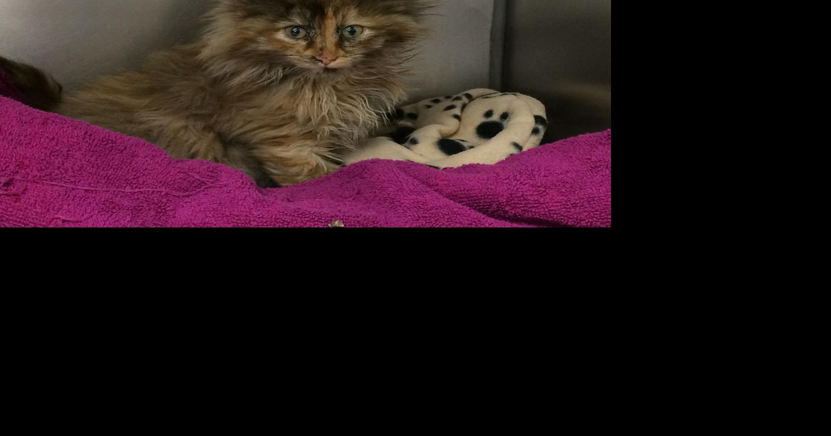 Humane Society treating Popsicle the kitten for frostbite