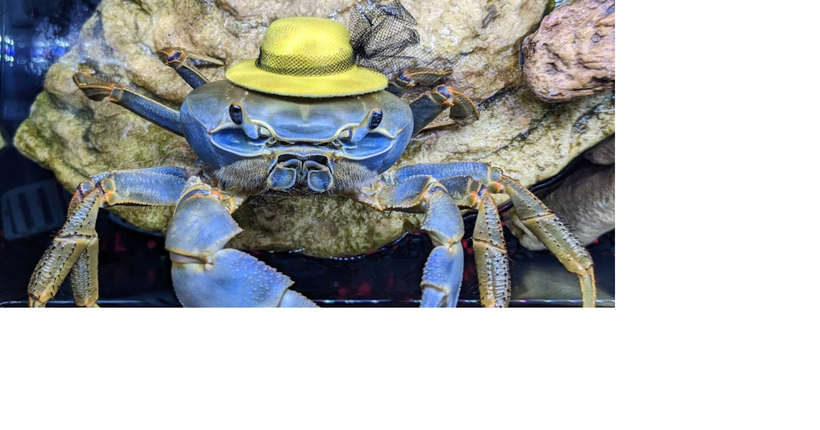 Omaha owner 'broken' by death of Howie the crab