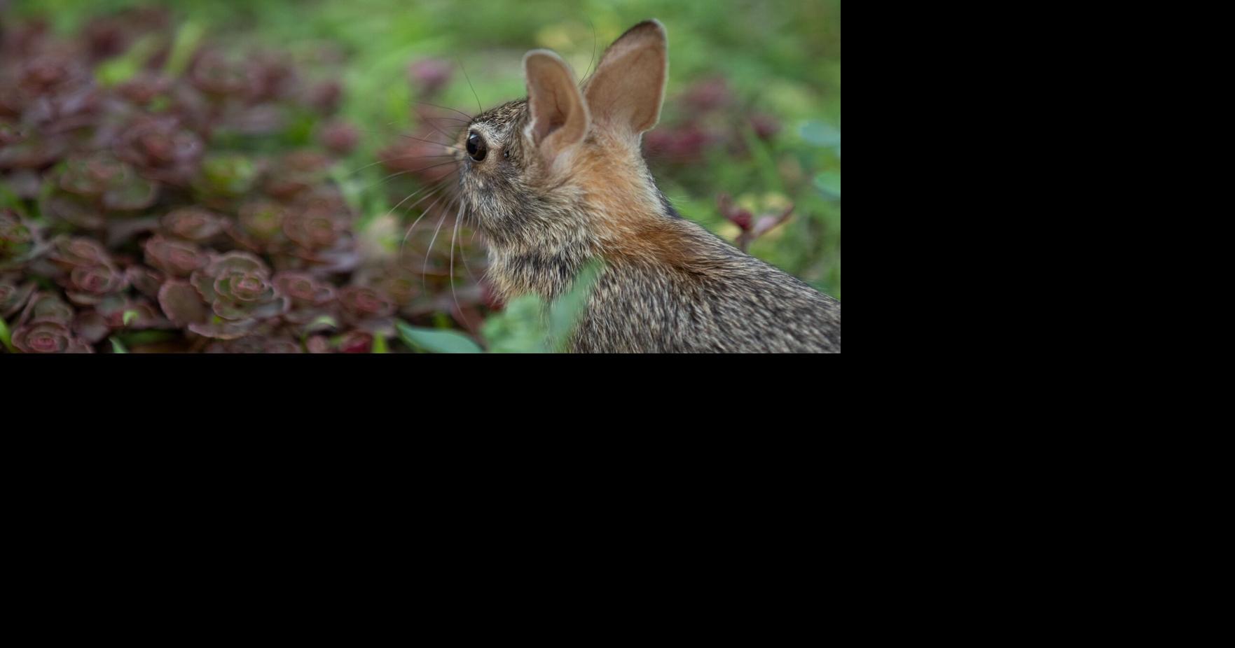 Omaha gardeners say fencing — and forks —are the best way to keep ...