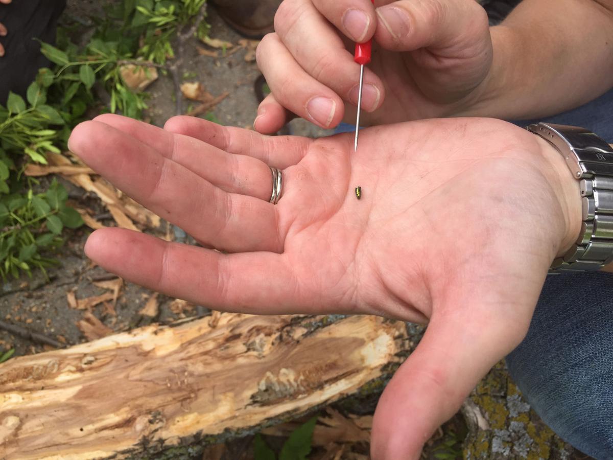 Bring photos or samples from your trees to workshop on emerald ash borer