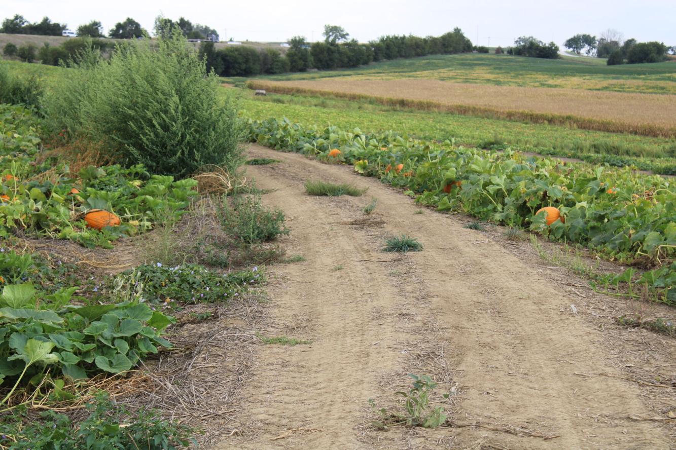 Valas Pumpkin Patch is growing — more than just pumpkins