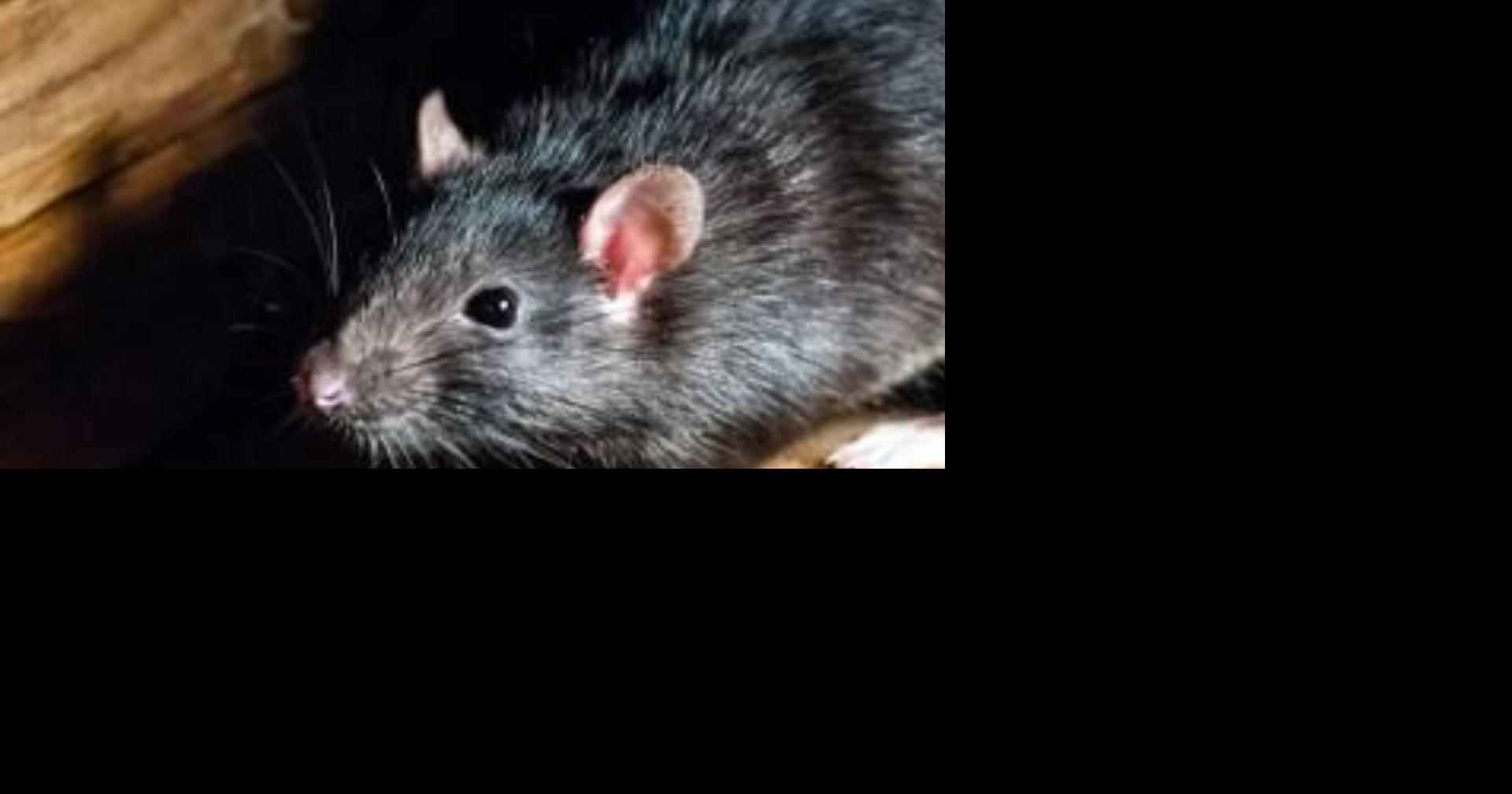 Rat infestation in Omaha has health department seeking help