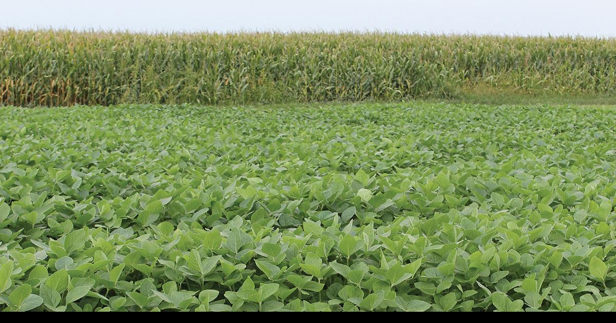 Outlook for crops strongest in a decade, economist says