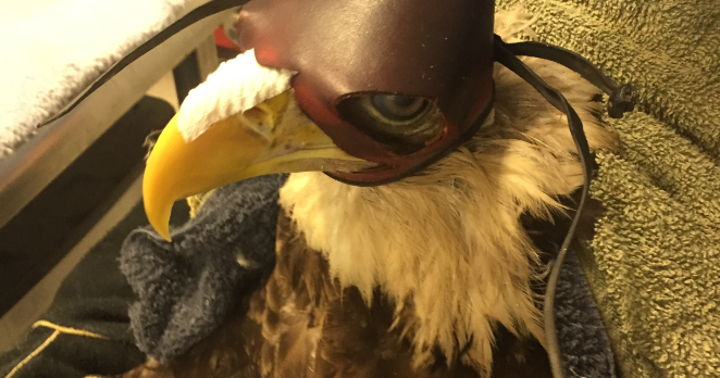 eagle without feathers