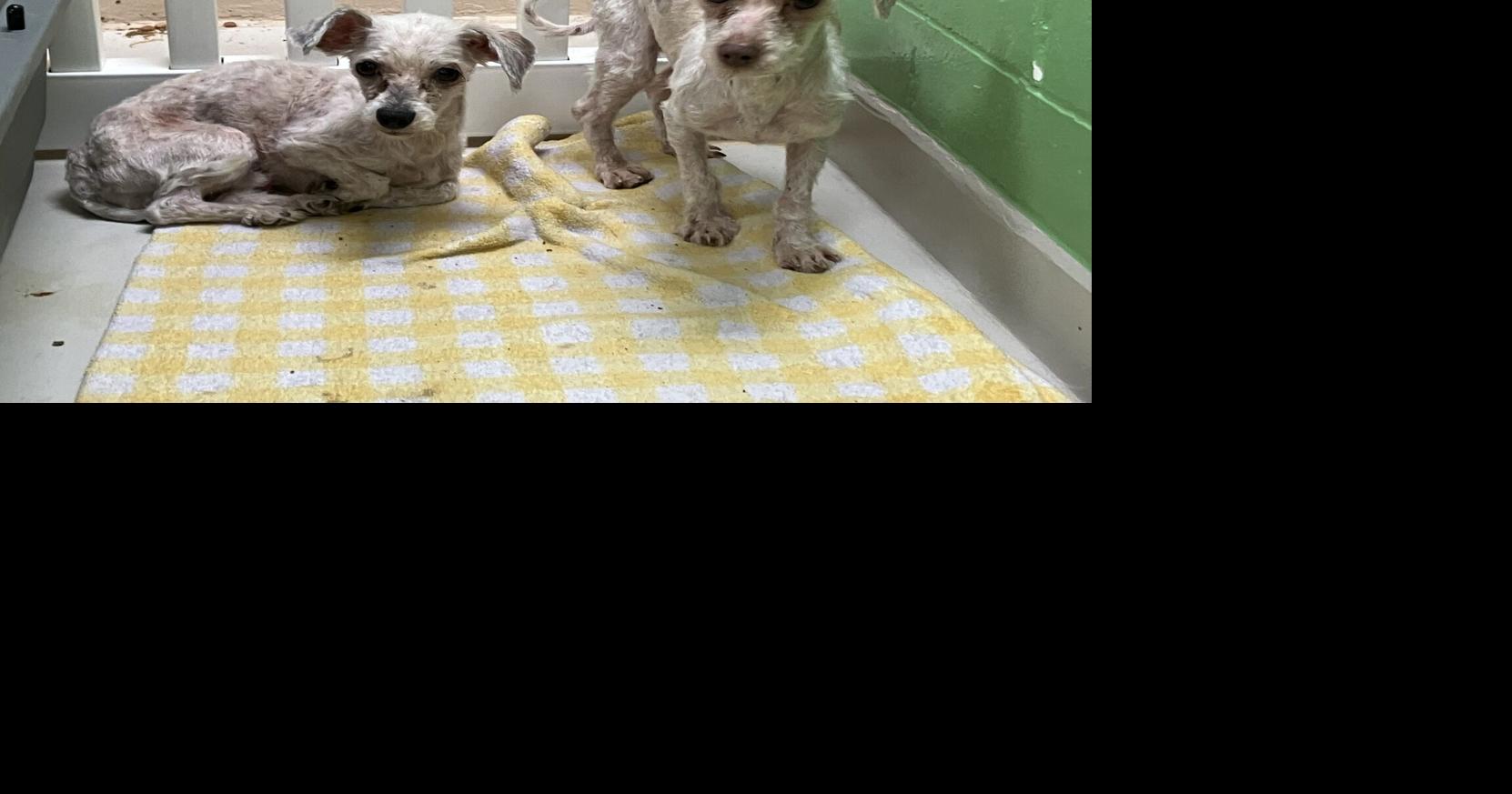 Nebraska Humane Society a way station for rescued dogs