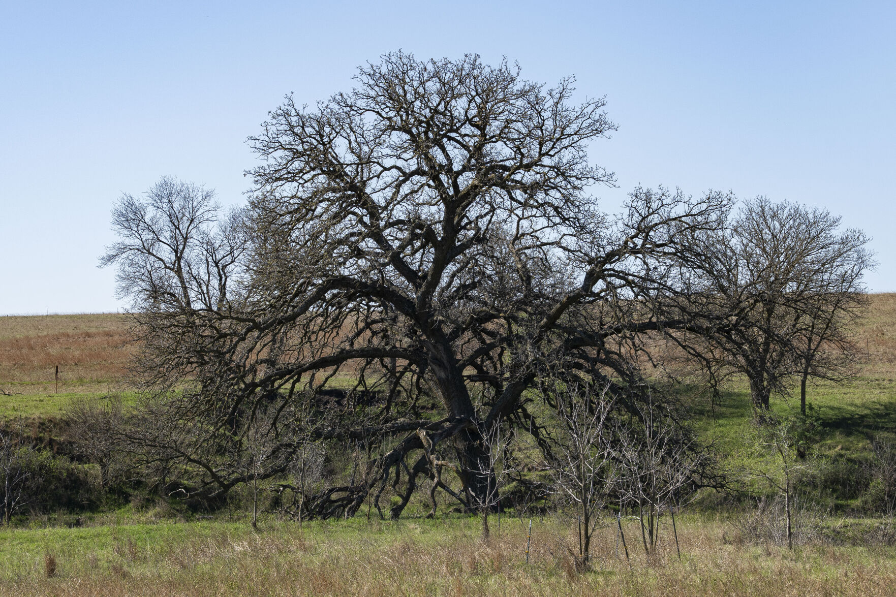 ‘Not an easy place to be a tree’: The hunt for Nebraska’s biggest trees