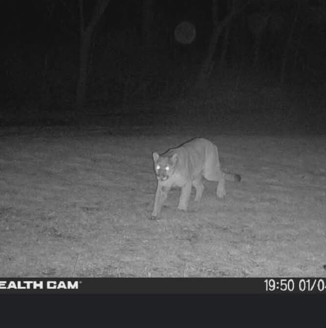 A surprise in the night: Trail cameras capture mountain lion in Prague